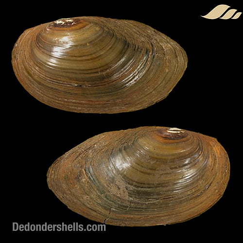Unionidae Archives - De Donder Shells