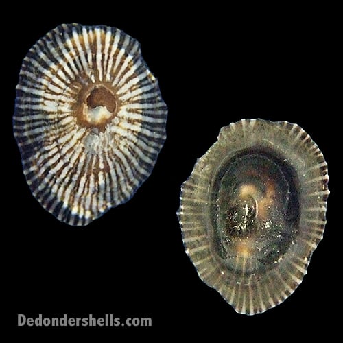 Siphonariidae Archives - De Donder Shells
