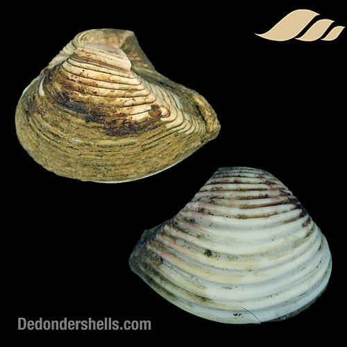 Corbulidae Archives - De Donder Shells