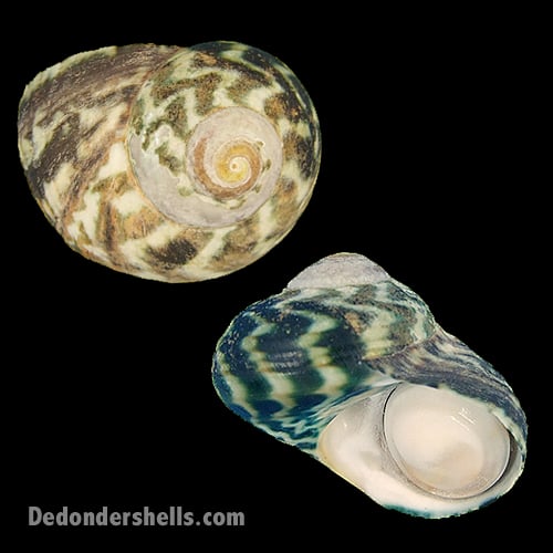 Turbo cinereus 3 - De Donder Shells