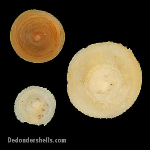 Capulidae Archives - De Donder Shells