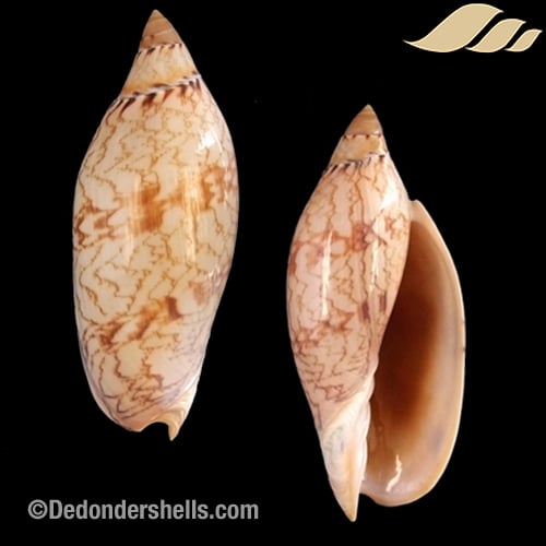 Volutidae Archives - De Donder Shells