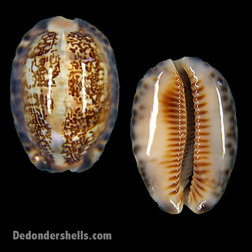 Cypraeidae Archives - Page 12 of 13 - De Donder Shells