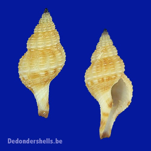 Pleuroploca filamentosa 4 - De Donder Shells