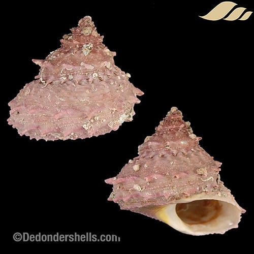 Turbinidae Archives - De Donder Shells