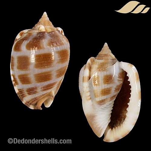 Phalium areola 1 - De Donder Shells
