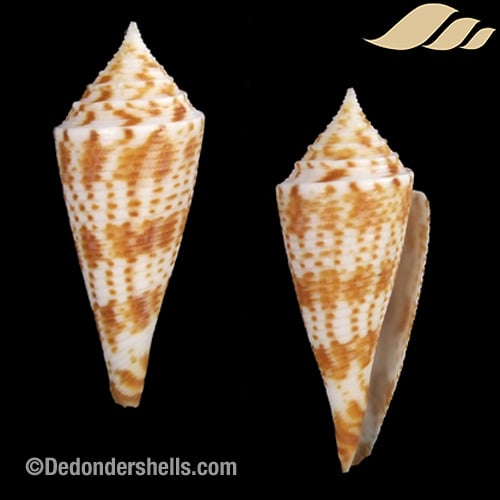 Shop - De Donder Shells