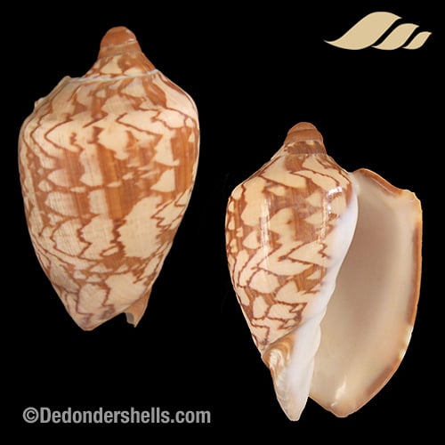 Shop - De Donder Shells