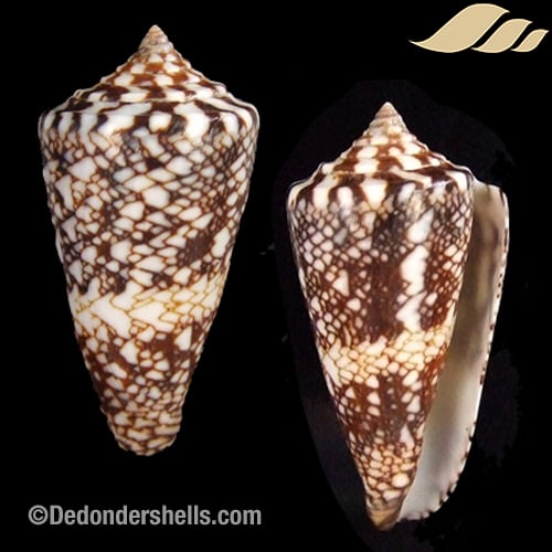 Shop - De Donder Shells