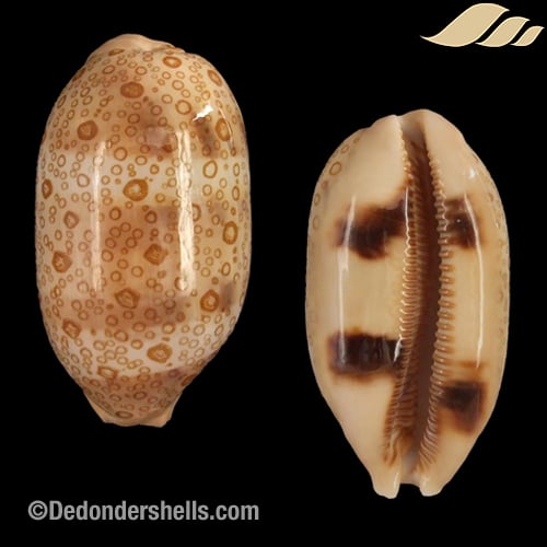 Shop - De Donder Shells
