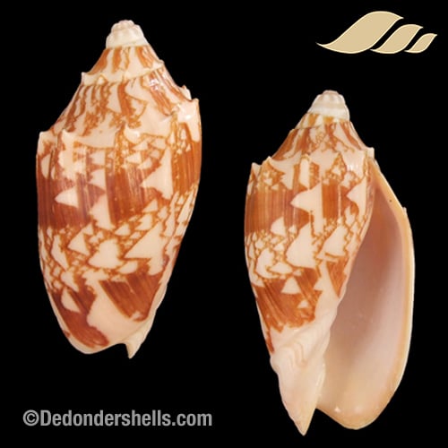 Shop - De Donder Shells
