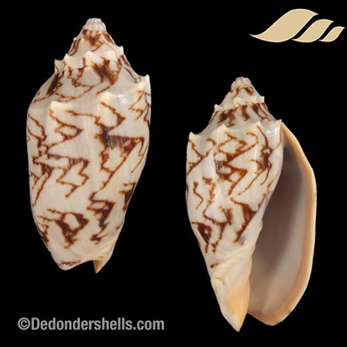 Shop - De Donder Shells