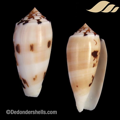 Shop - De Donder Shells
