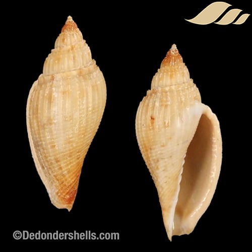 Shop - De Donder Shells