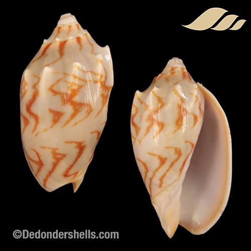 Shop - De Donder Shells
