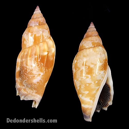 Strombidae Archives - Page 2 of 2 - De Donder Shells