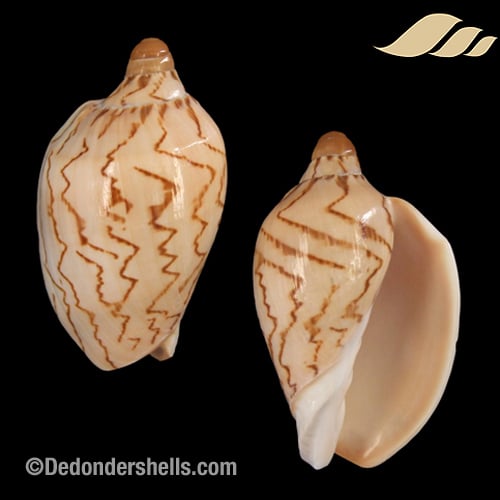 Shop - De Donder Shells