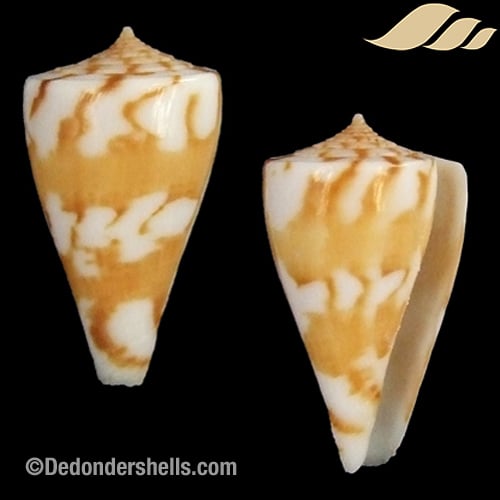 Shop - De Donder Shells