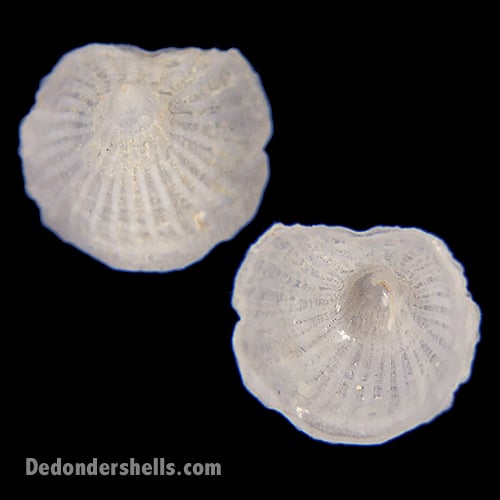 Hipponicidae Archives - De Donder Shells