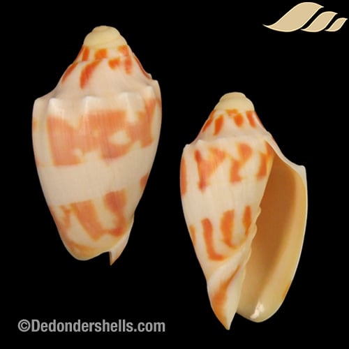 Shop - De Donder Shells