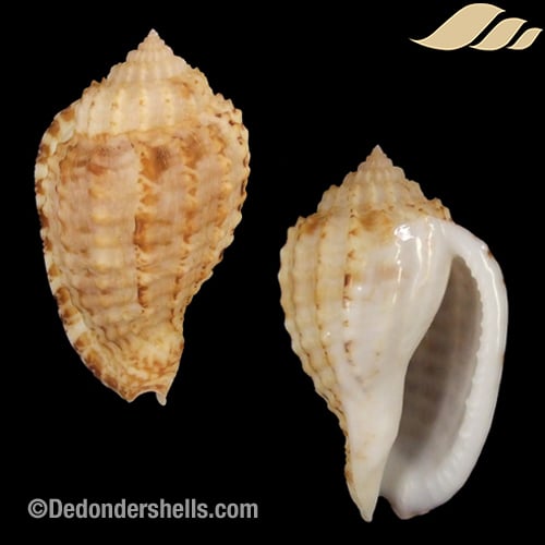 Shop - De Donder Shells