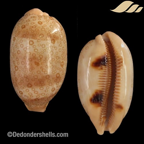 Shop - De Donder Shells