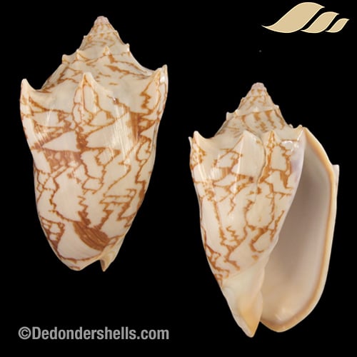 Shop - De Donder Shells