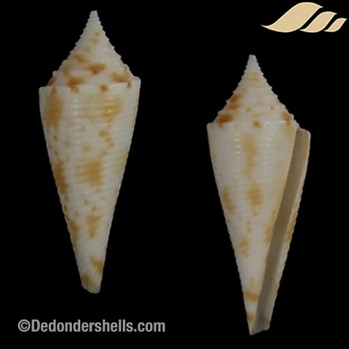 Shop - De Donder Shells