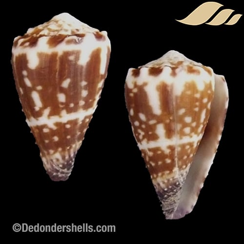 Shop - De Donder Shells