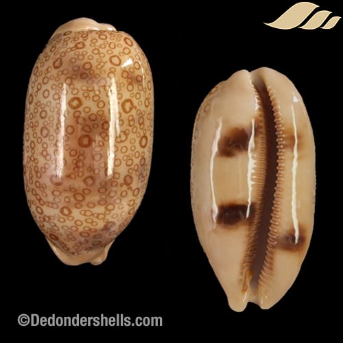 Shop - De Donder Shells