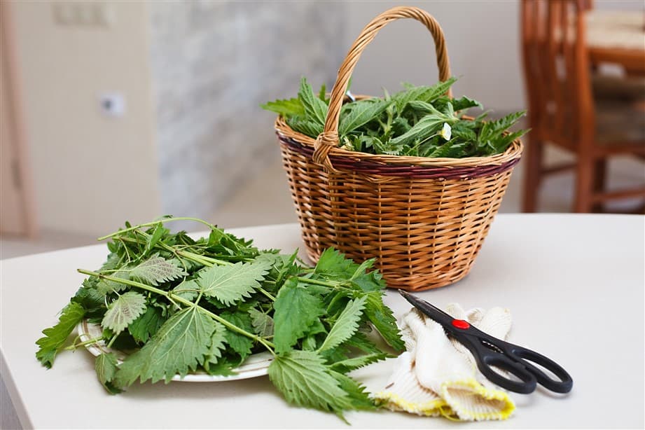 3 Benefits of Nettle for Hair Growth (Plus DIY Nettle Hair Rinse ...