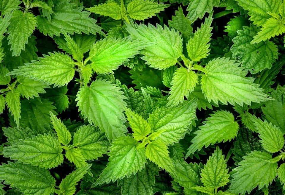 3 Benefits of Nettle for Hair Growth (Plus DIY Nettle Hair Rinse ...