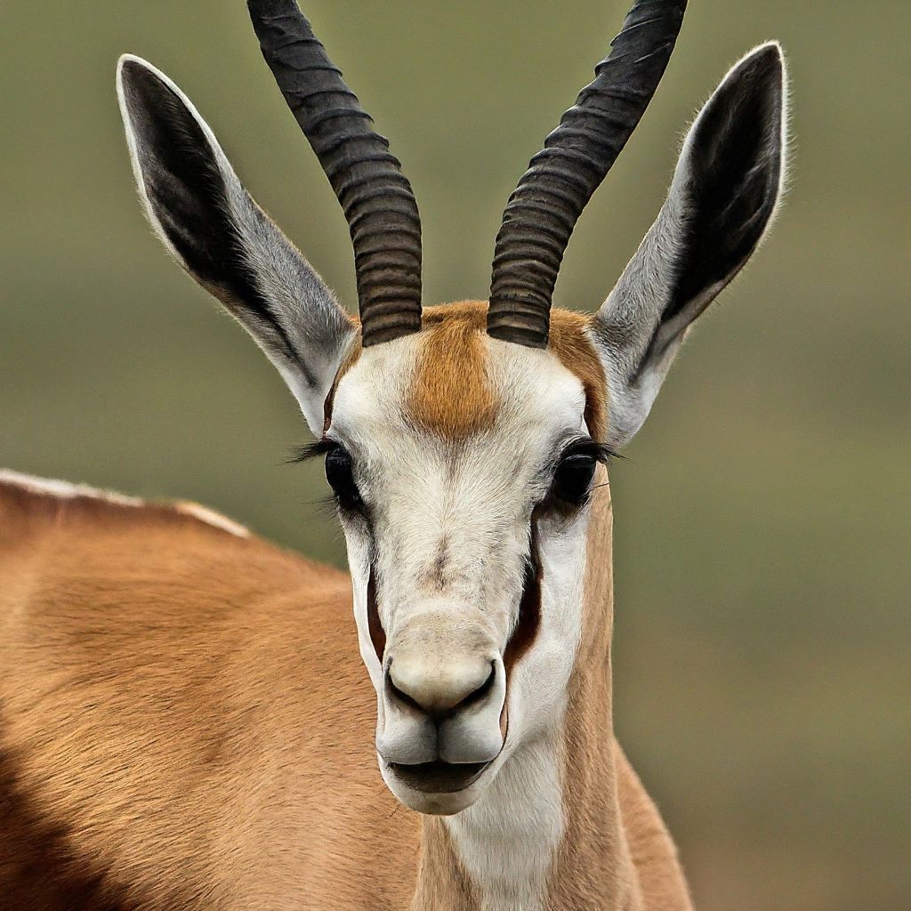 31 Animals That Resemble And Look Like Deer (With Pictures)