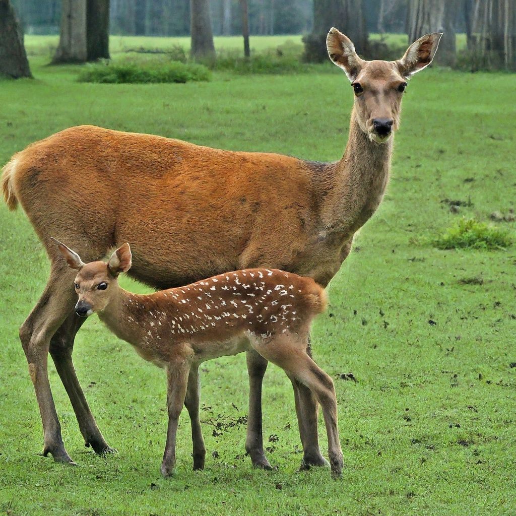 31 Animals That Resemble And Look Like Deer (With Pictures)