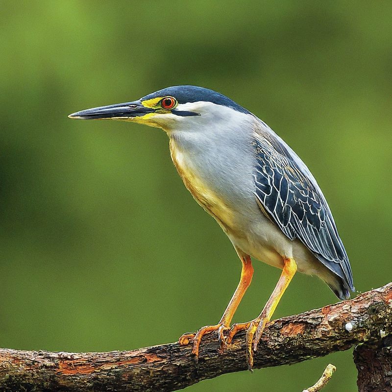 51 Types Of Heron Species: Herons Diversity (With Pictures)