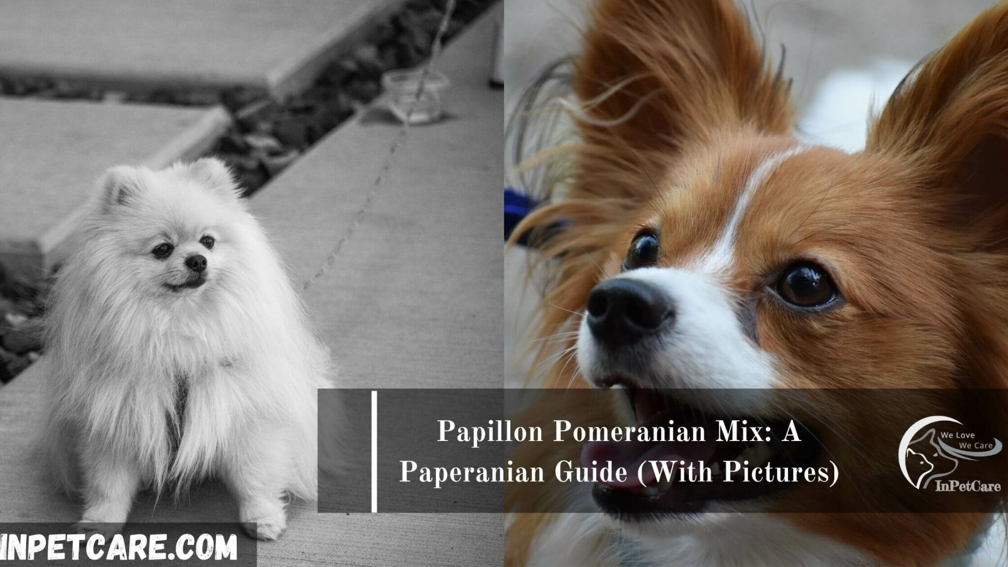 Papillon Pomeranian Mix: A Paperanian Guide (With Pictures)