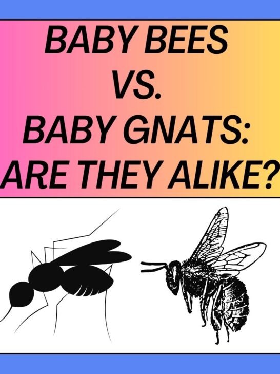Baby Bees Vs Baby Gnats: Are Baby Bees Like Baby Gnats?