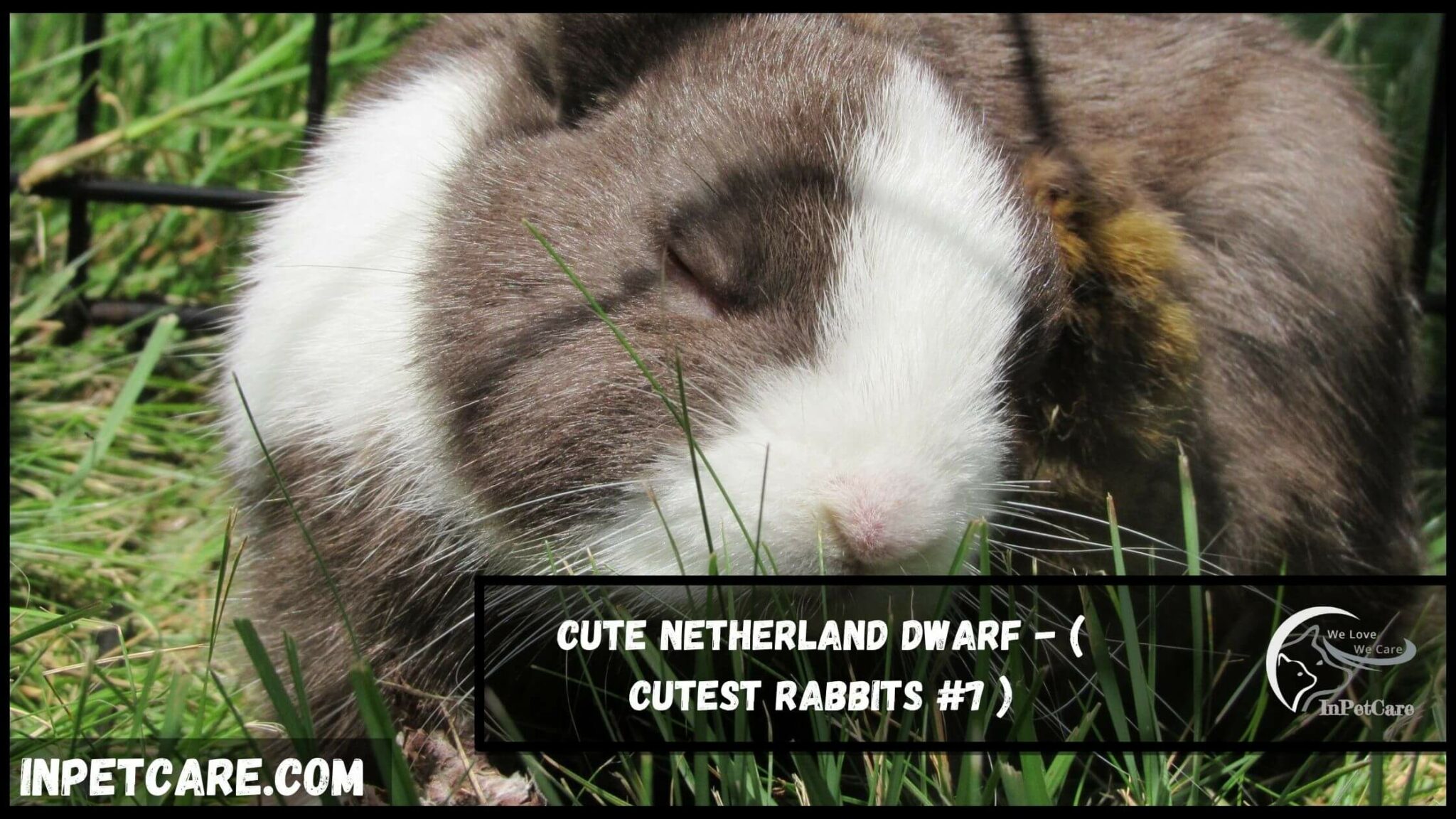 11 Cutest Rabbits Breeds With Pictures