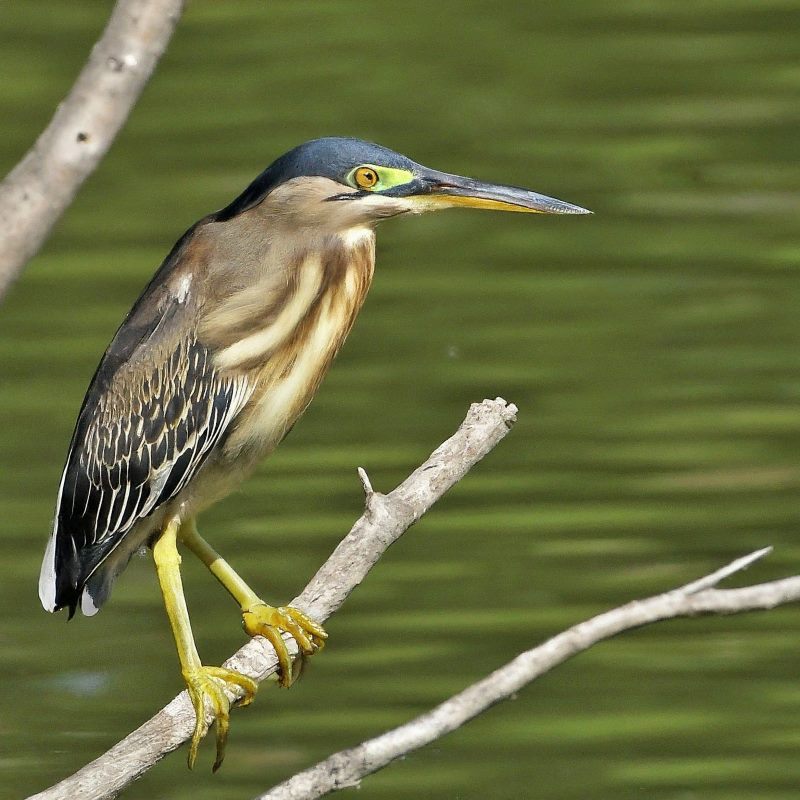 51 Types Of Heron Species: Herons Diversity (With Pictures)