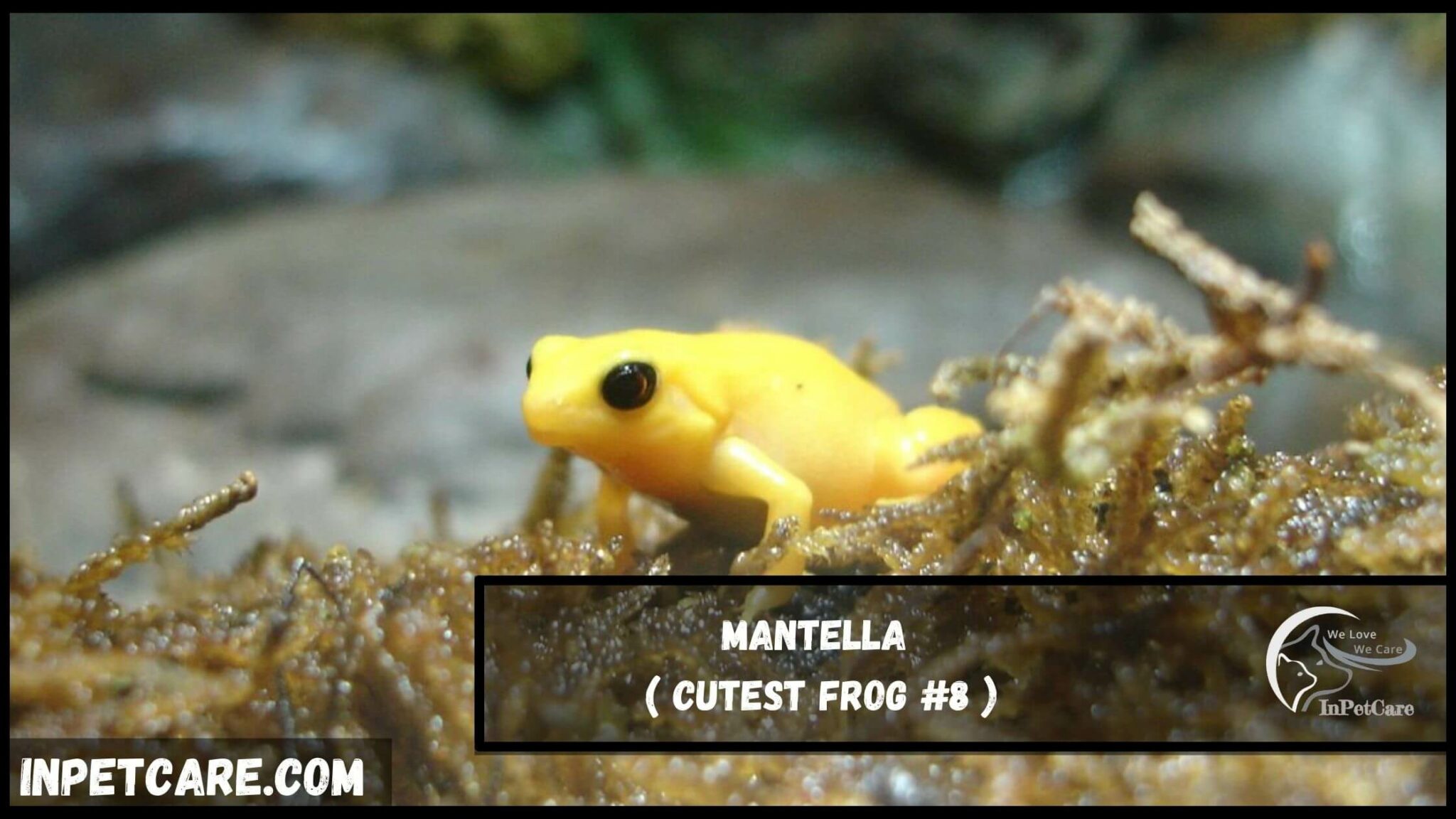 9 Cutest Frog Species With Pictures
