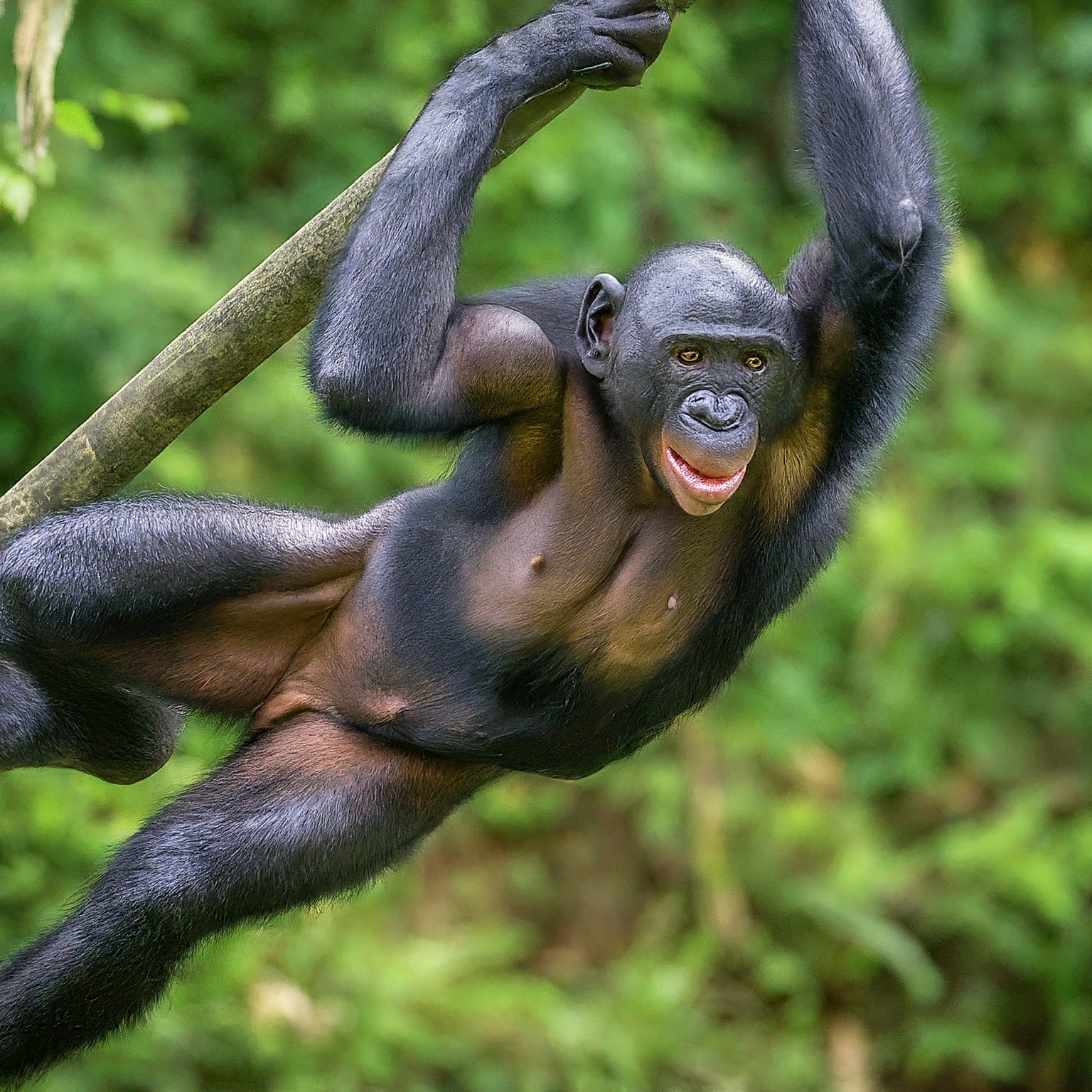 16 Animals That Make Laughing Sounds (With Pictures)