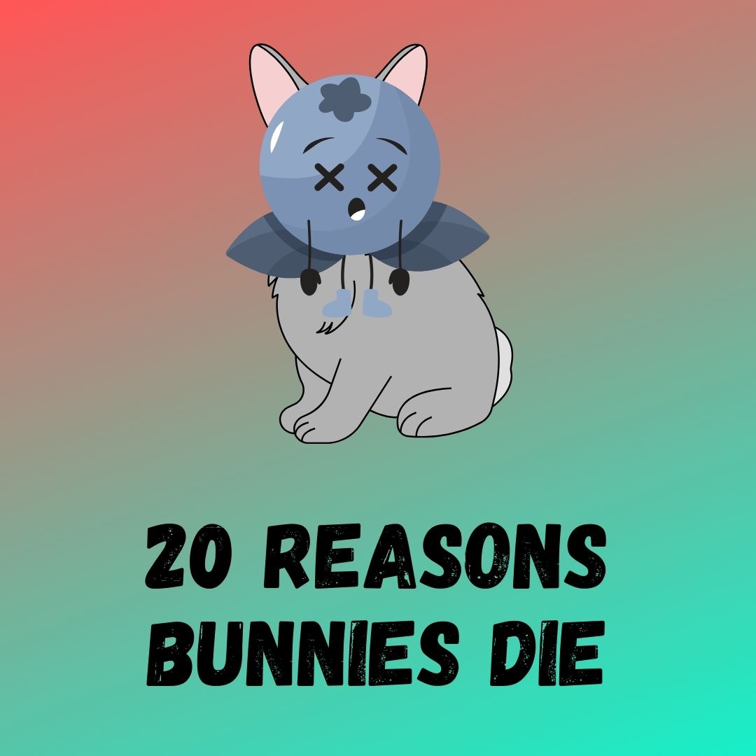 20 Reasons Bunnies Die: Causes Of Sudden Death In Rabbits