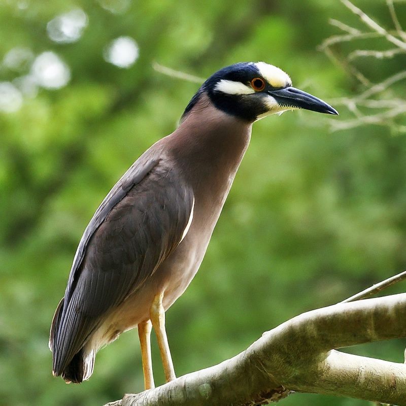 51 Types Of Heron Species: Herons Diversity (With Pictures)