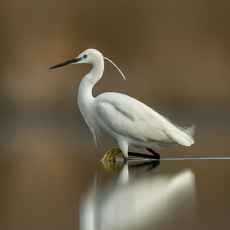 51 Types Of Heron Species: Herons Diversity (With Pictures)