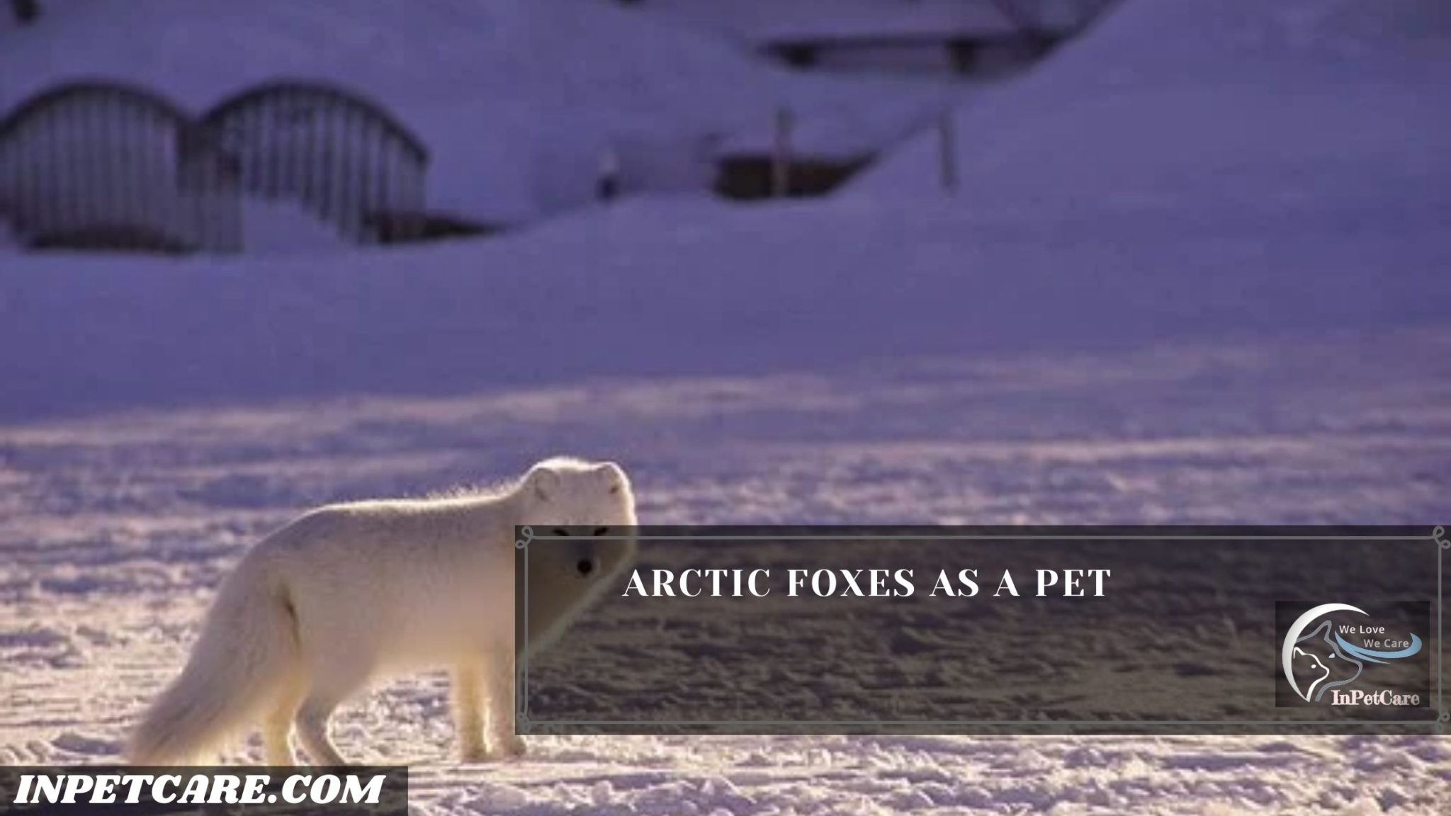 Arctic Fox As A Pet: A Complete Guide (With Pictures)