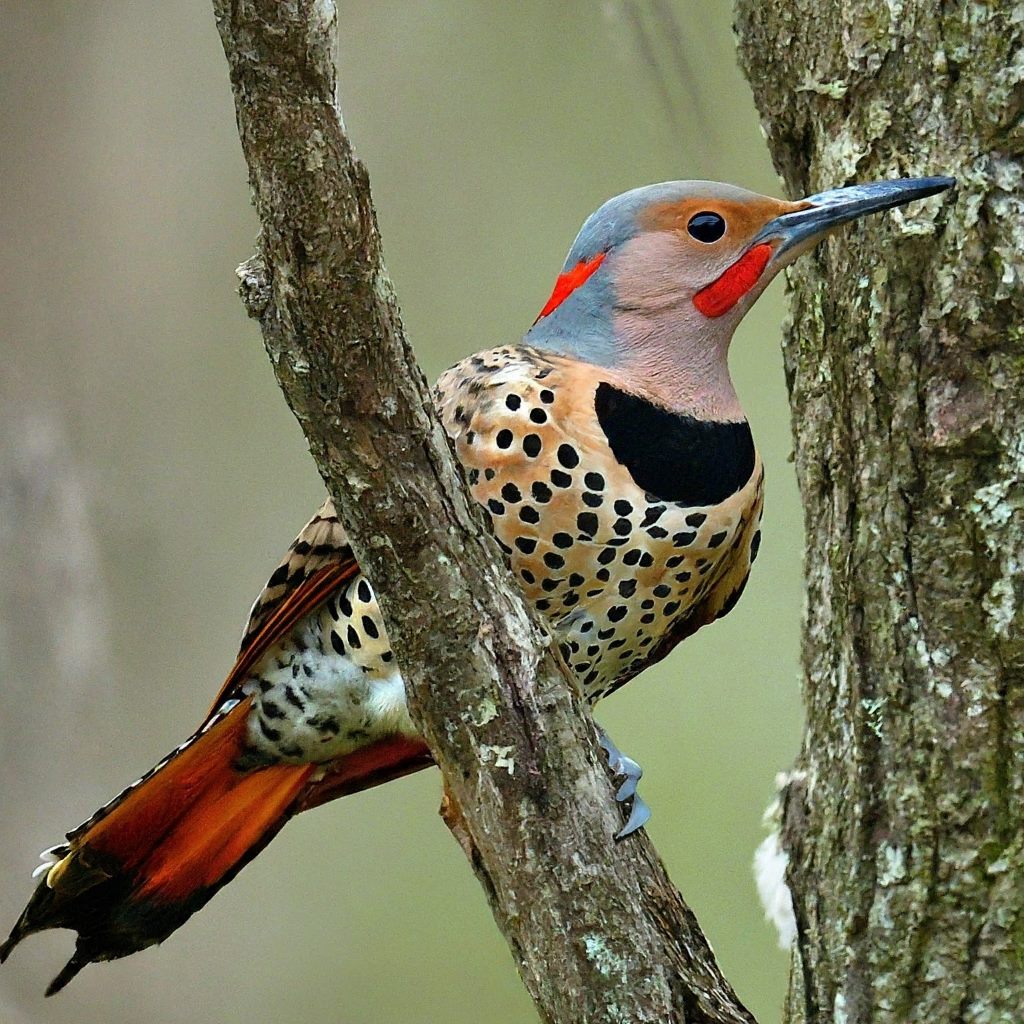 16 Animals That Make Laughing Sounds (With Pictures)