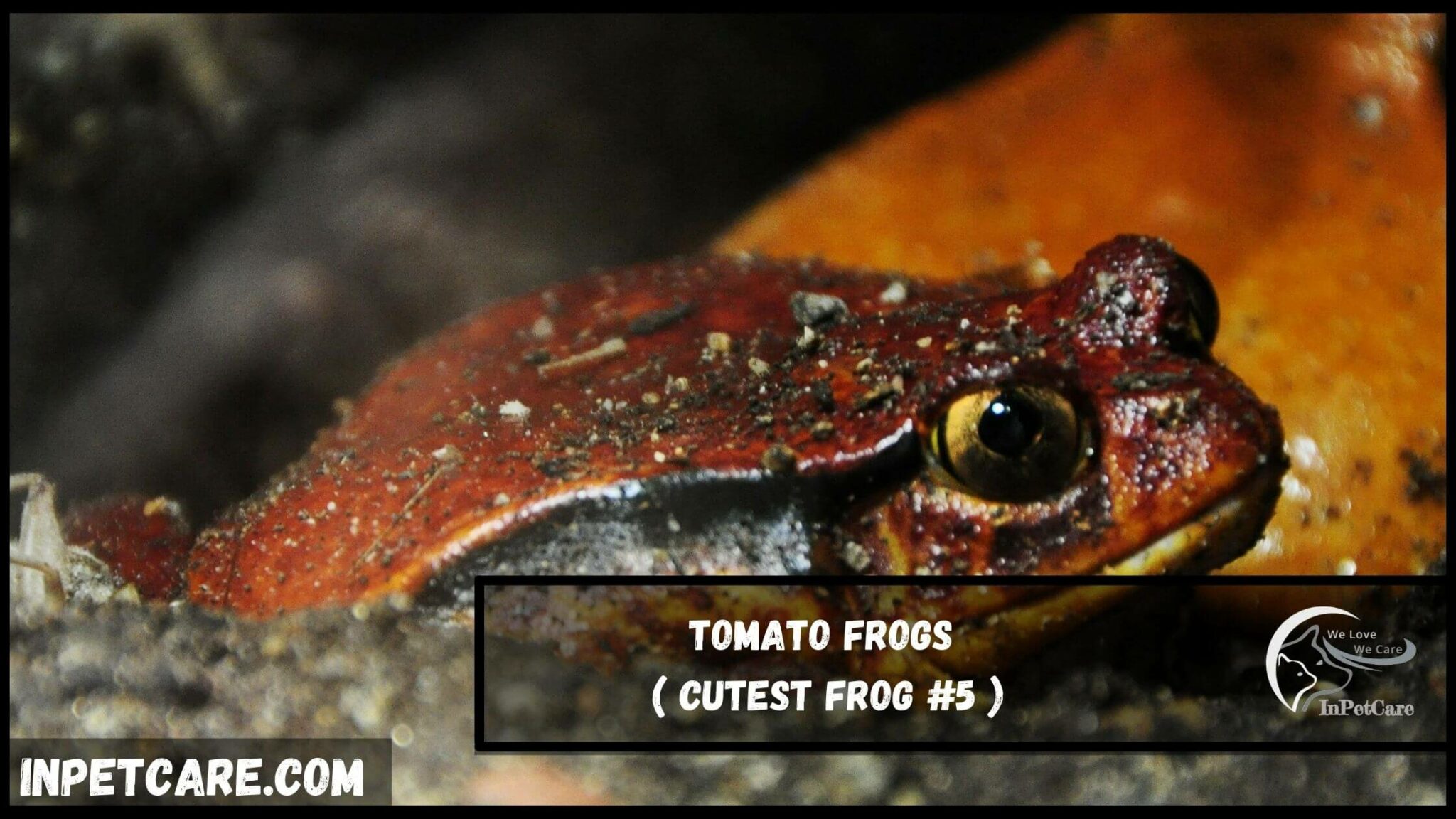 9 Cutest Frog Species With Pictures
