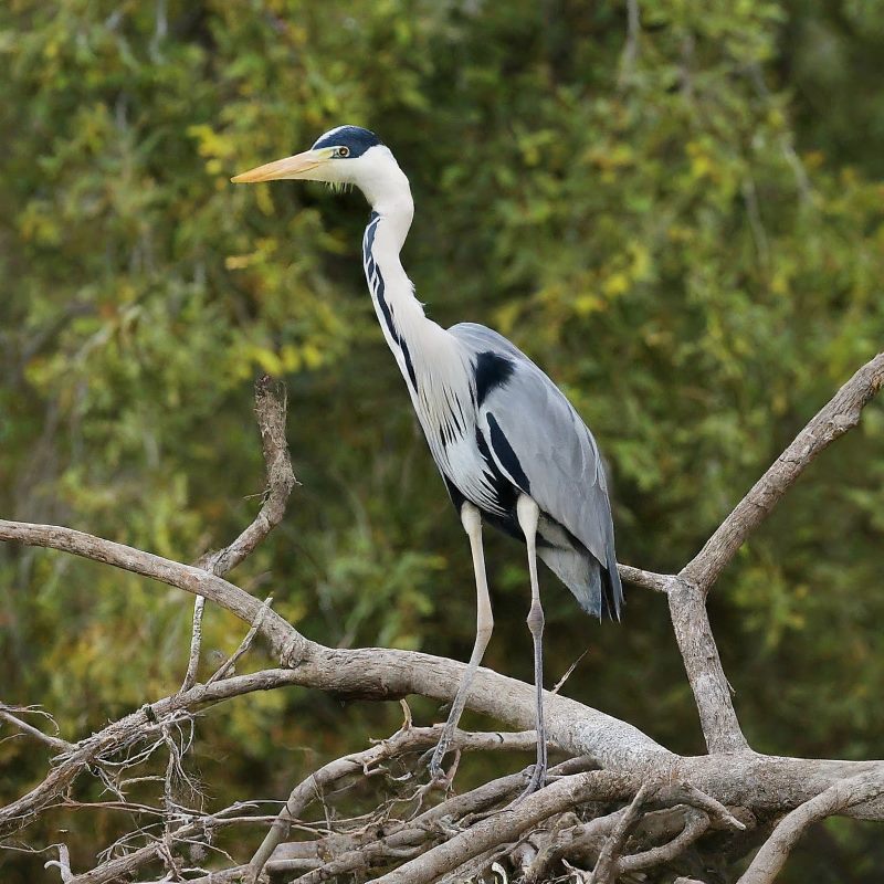 51 Types Of Heron Species: Herons Diversity (With Pictures)