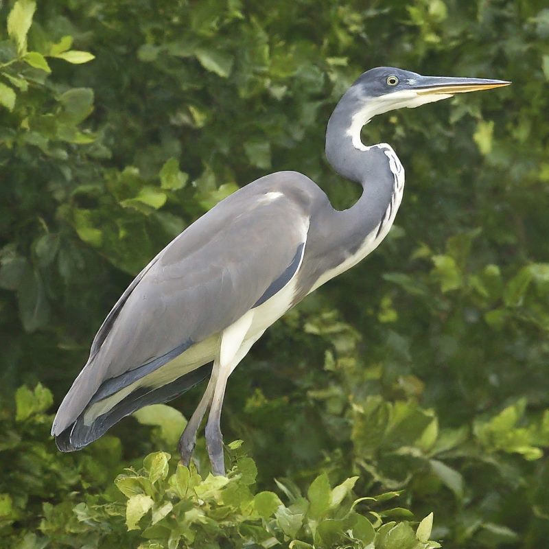 51 Types Of Heron Species: Herons Diversity (With Pictures)