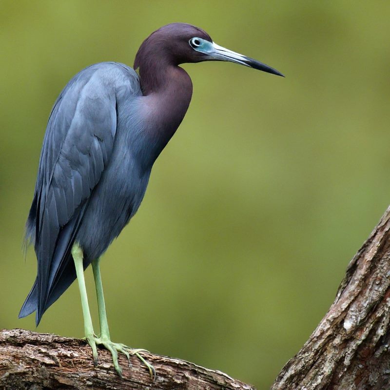 51 Types Of Heron Species: Herons Diversity (With Pictures)
